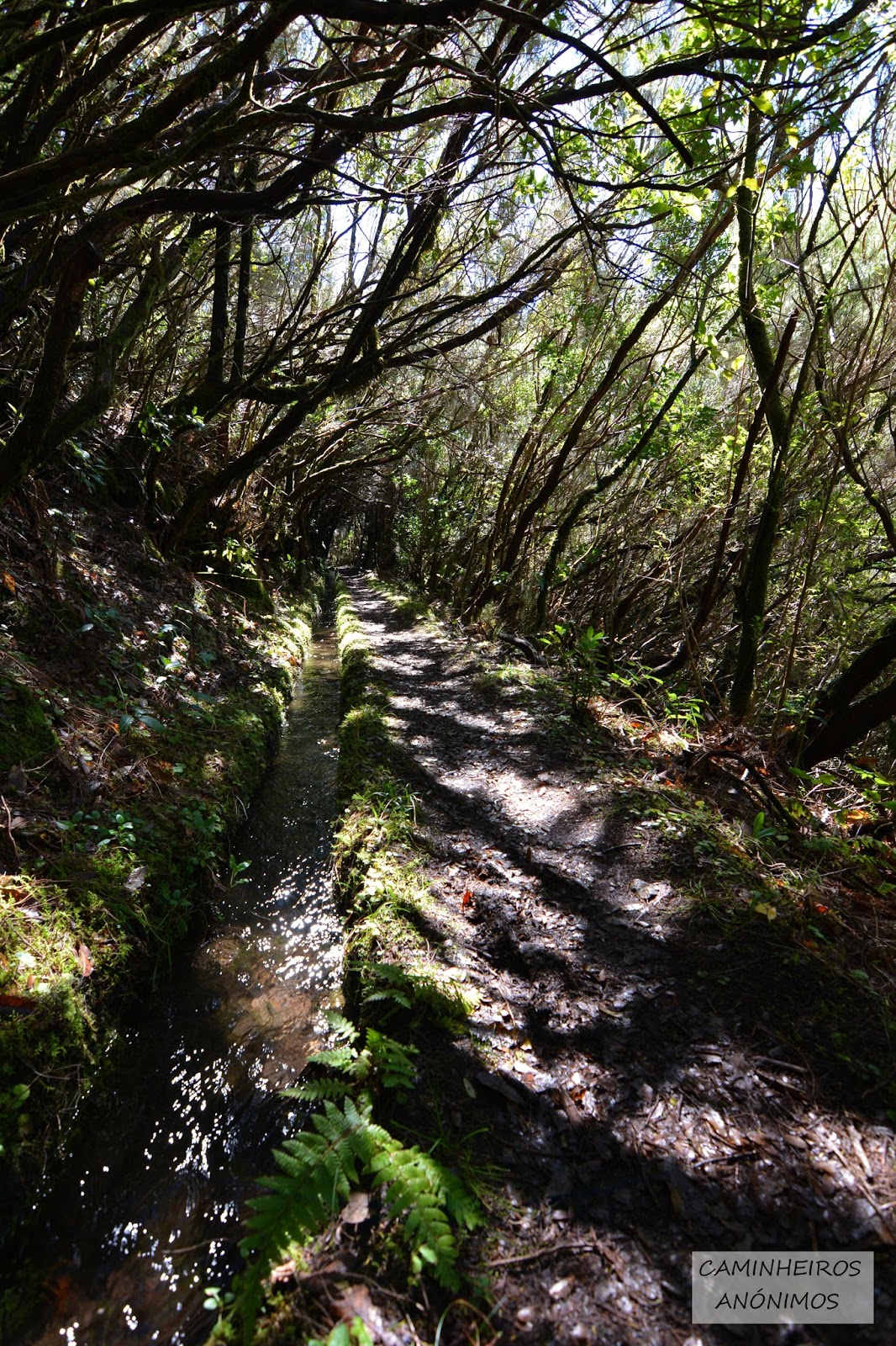 Caminheiros Anónimos Levadas da Madeira : Levada Grande (Achadas da Cruz)