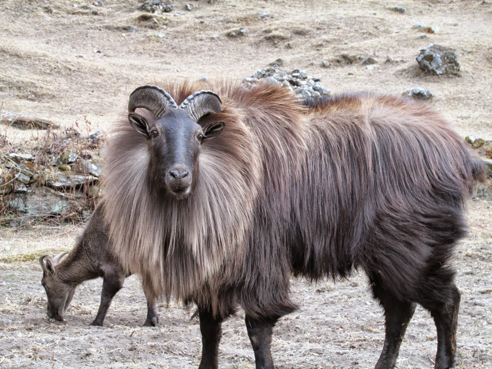 TAHR photos - wallpapers | the fun bank