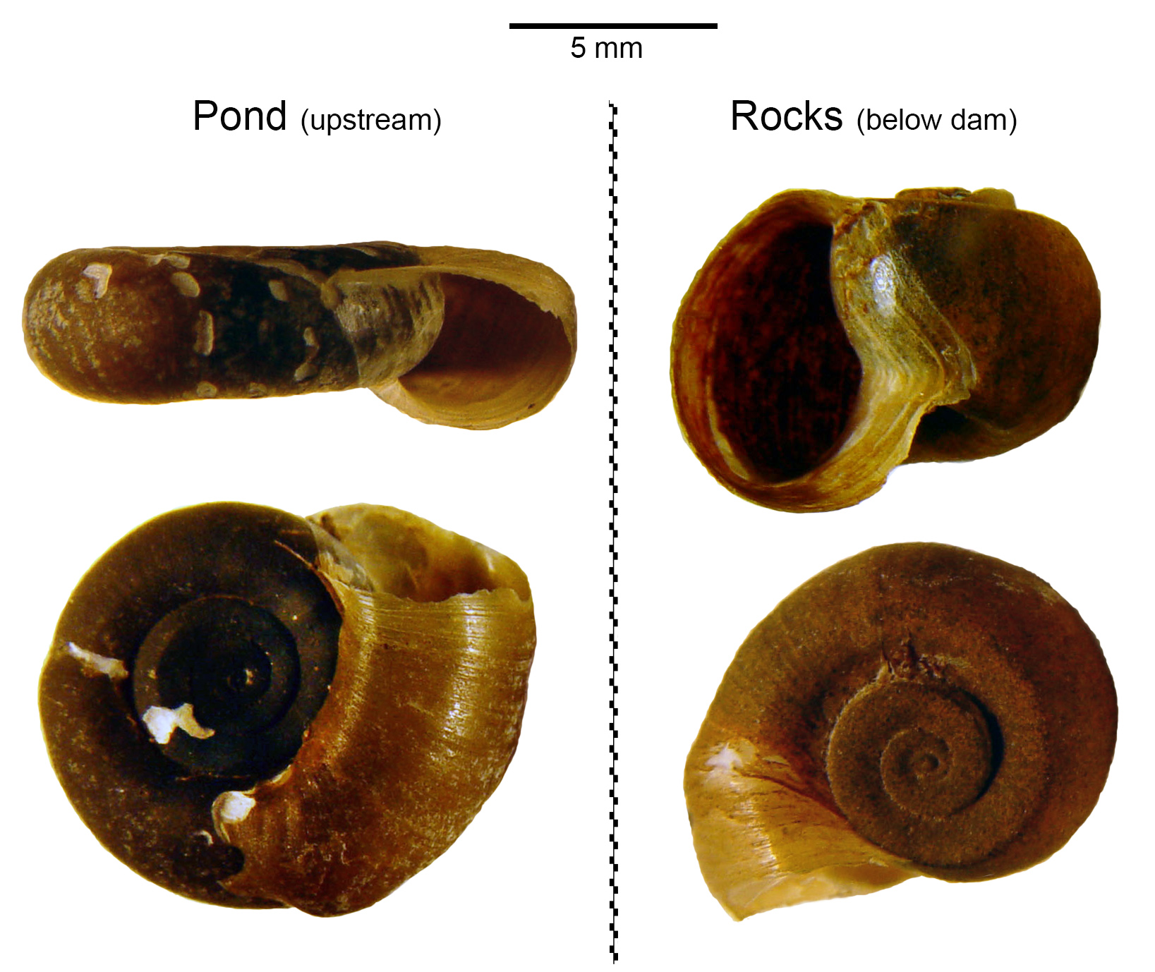 Freshwater Gastropods of North America: Juvenile Helisoma