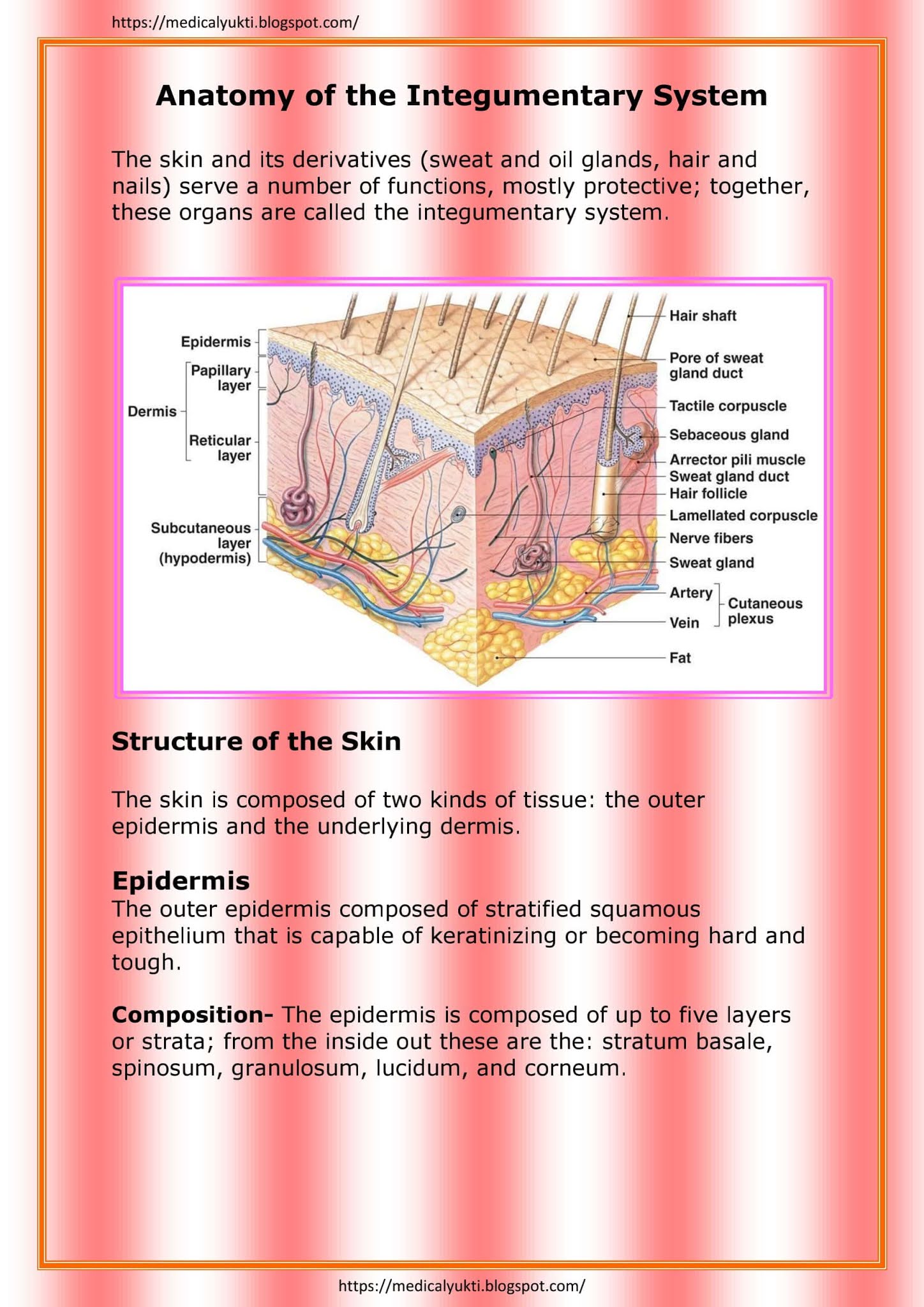 Integumentary System Anatomy Physiology - Medical Yukti