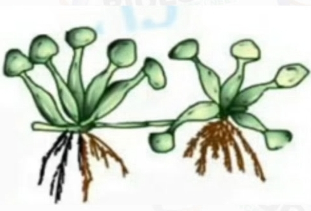 VEGETATIVE REPRODUCTION BY STEM