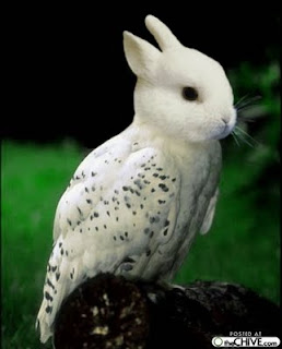 Uncommon animals | CREAT2GRAPHIC