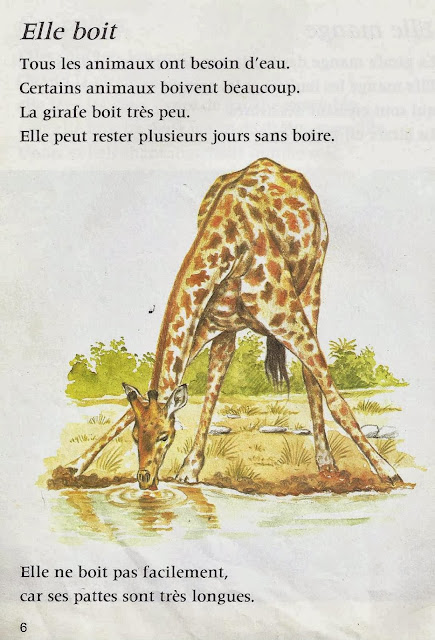 Leçons de choses: La girafe