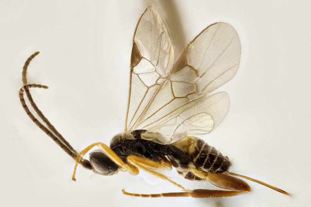 Save the Earth! : New Species of Wasps Discovered