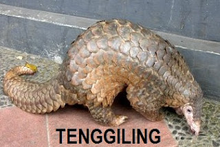 Anim Agro Technology: TENGGILING DAN PERANANNYA