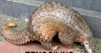 Anim Agro Technology: TENGGILING DAN PERANANNYA