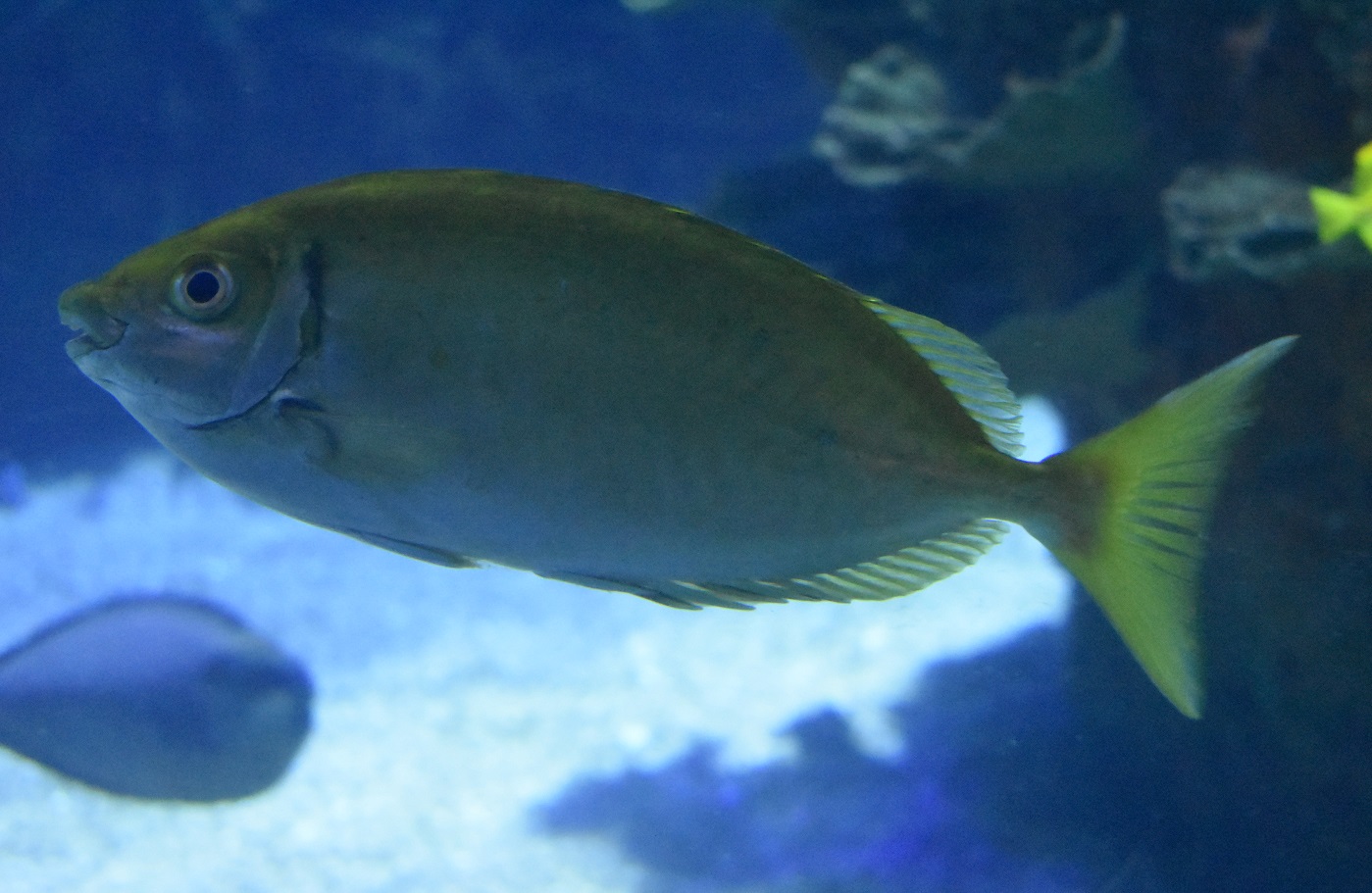 ZOOTOGRAFIANDO (6.100 ANIMALS): PEZ CONEJO PINTADO / WHITE-SPOTTED ...