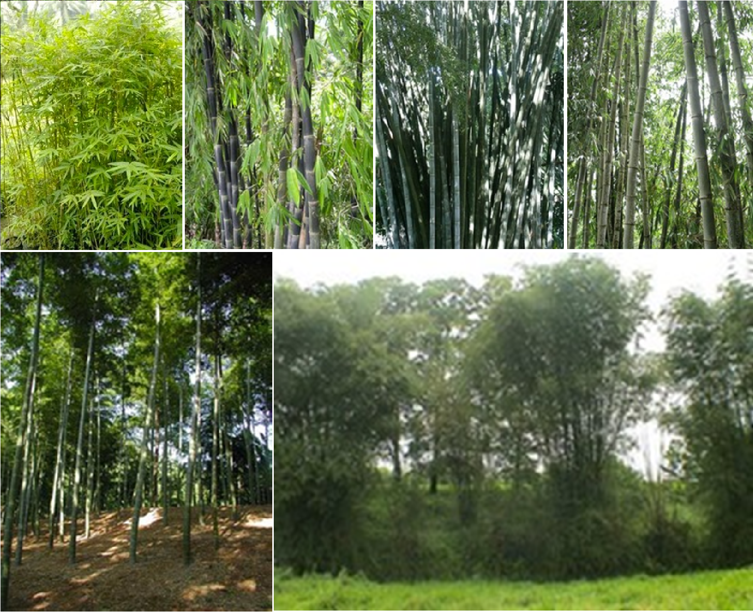 Kebun Bambu: Prospek Perkebunan Bambu