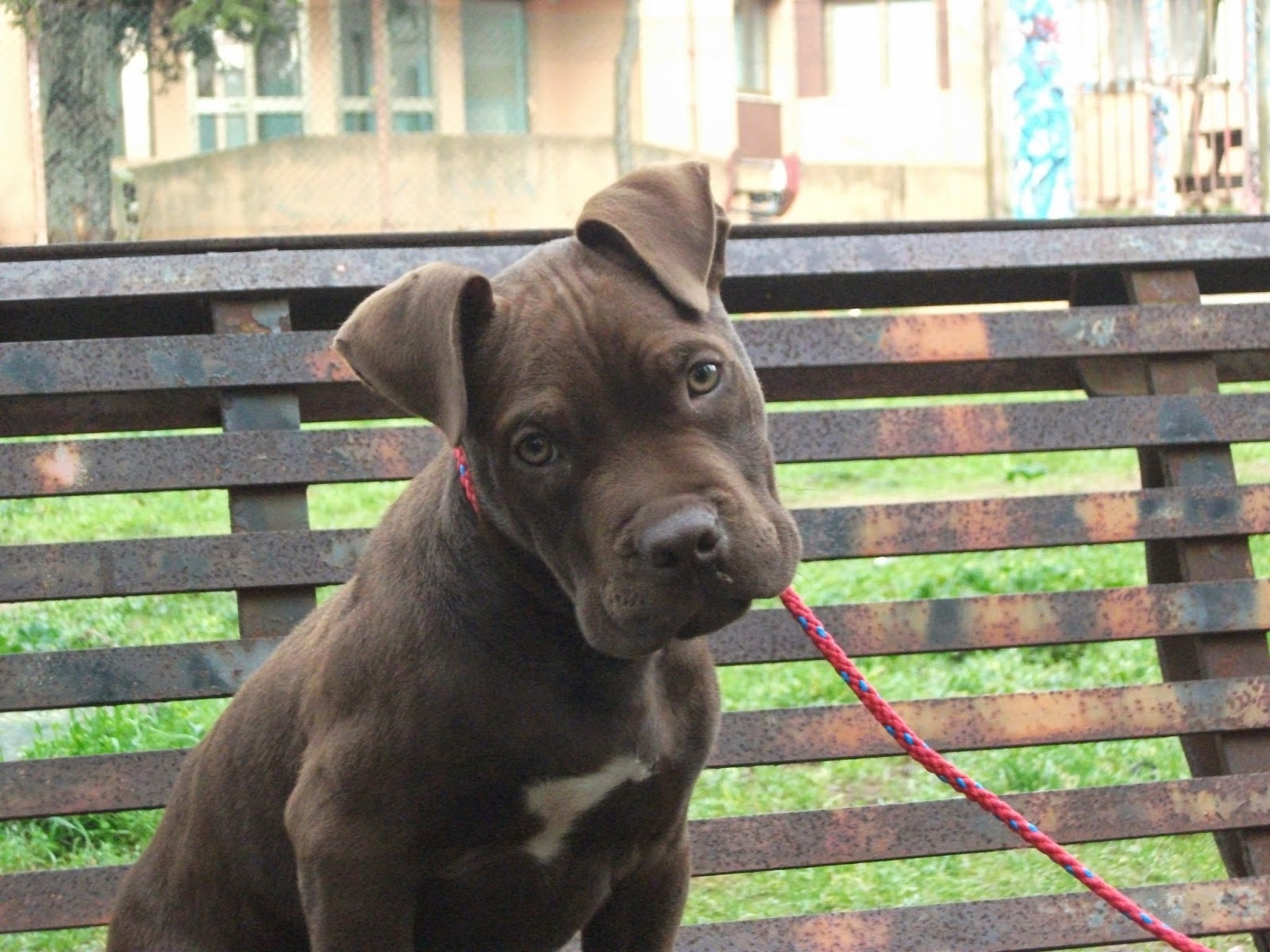 Immagini Dei Cani Cuccioli