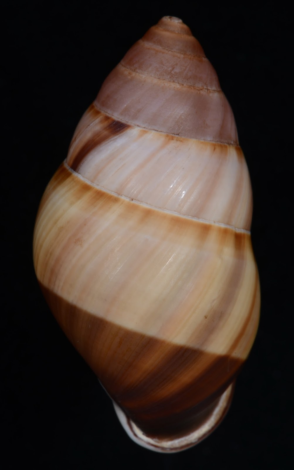 Dr. Lee's Gallery Museum: Amphidromus inversus annamiticus 45.11mm ...