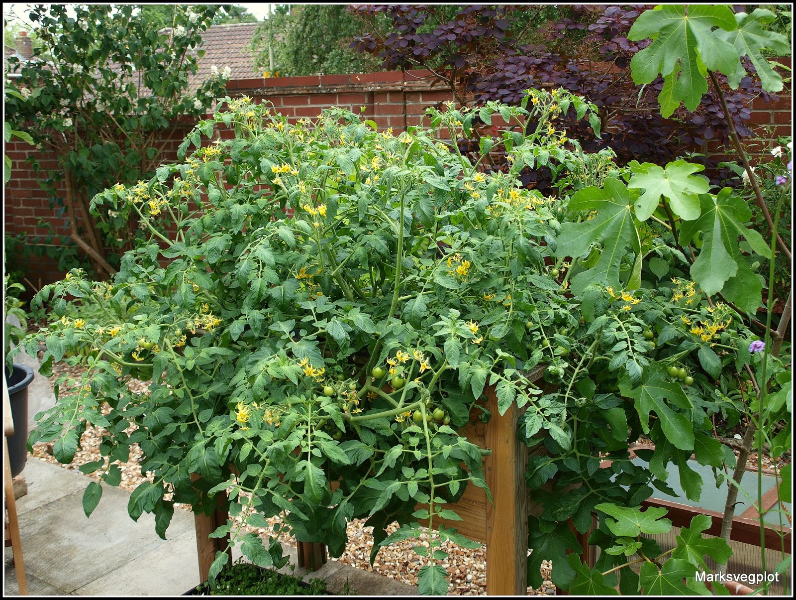 Mark's Veg Plot: A technique for growing trailing tomatoes