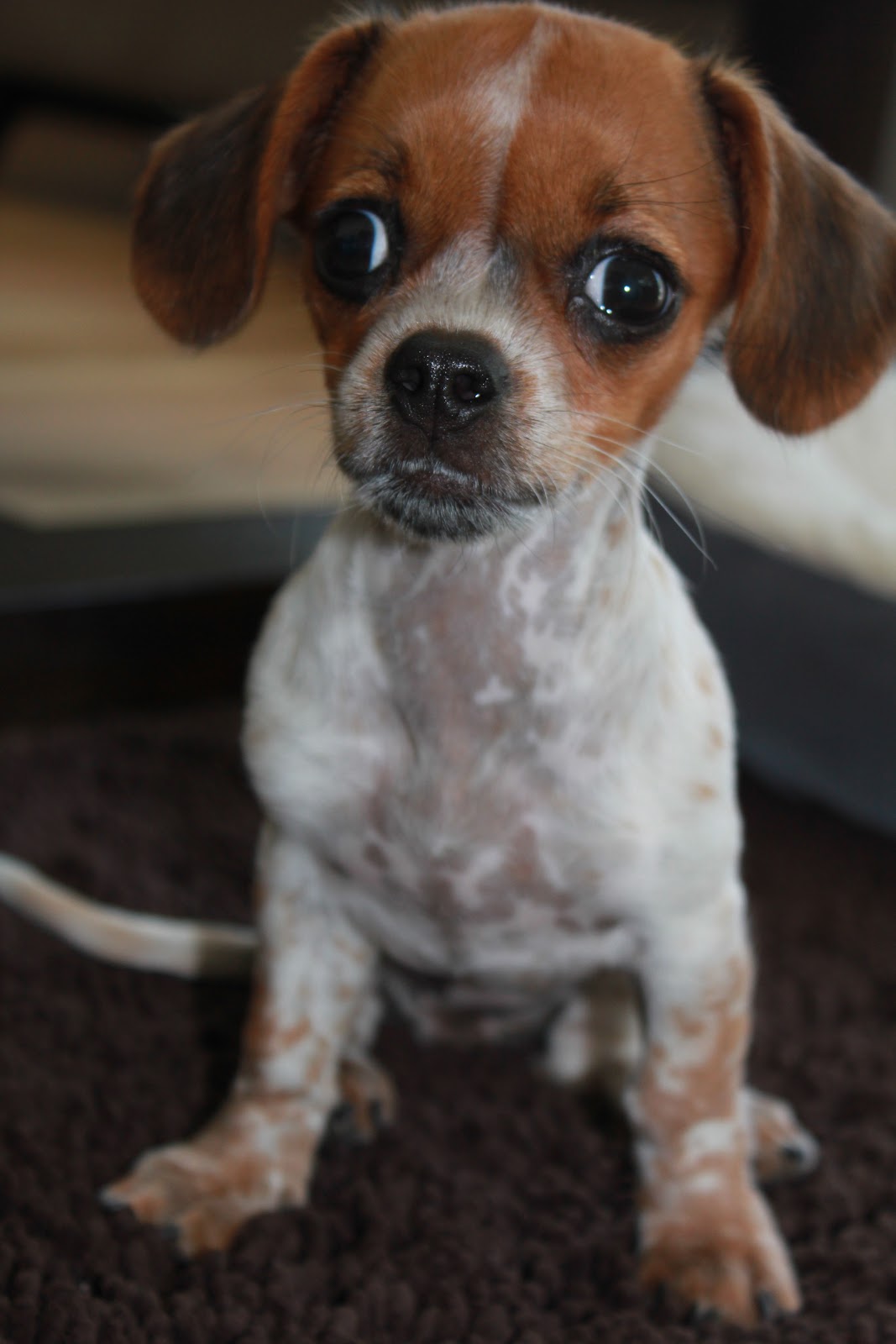 Ooh La Loft Home: My cute little chiweenie puppy Bella and A few before ...