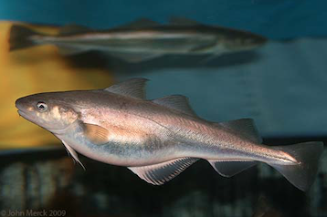 Salish Sea News and Weather: 7/18 Tomcod, orcas, B'ham Bay cleanup ...