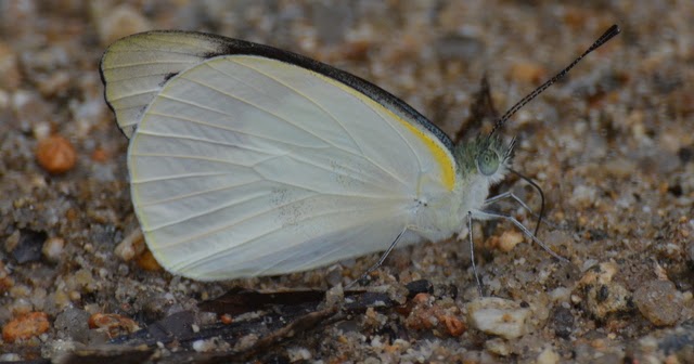 The Forested Path (and Beyond): BUTTERFLIES of RAUB: The Plain Puffin ...