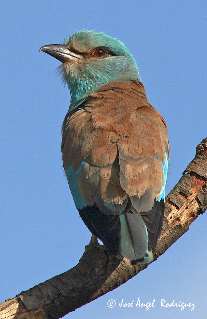 José Ángel Rodríguez. Fotografía de Naturaleza