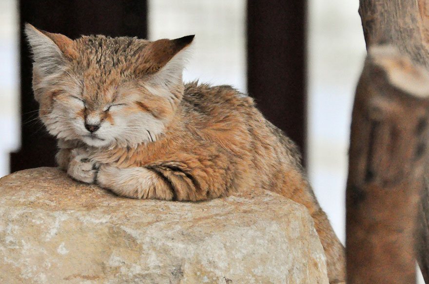 Extremely Great Sand Cat Information PHLEK PHLEK extremely-great-sand-cat-information-phlek-phlek