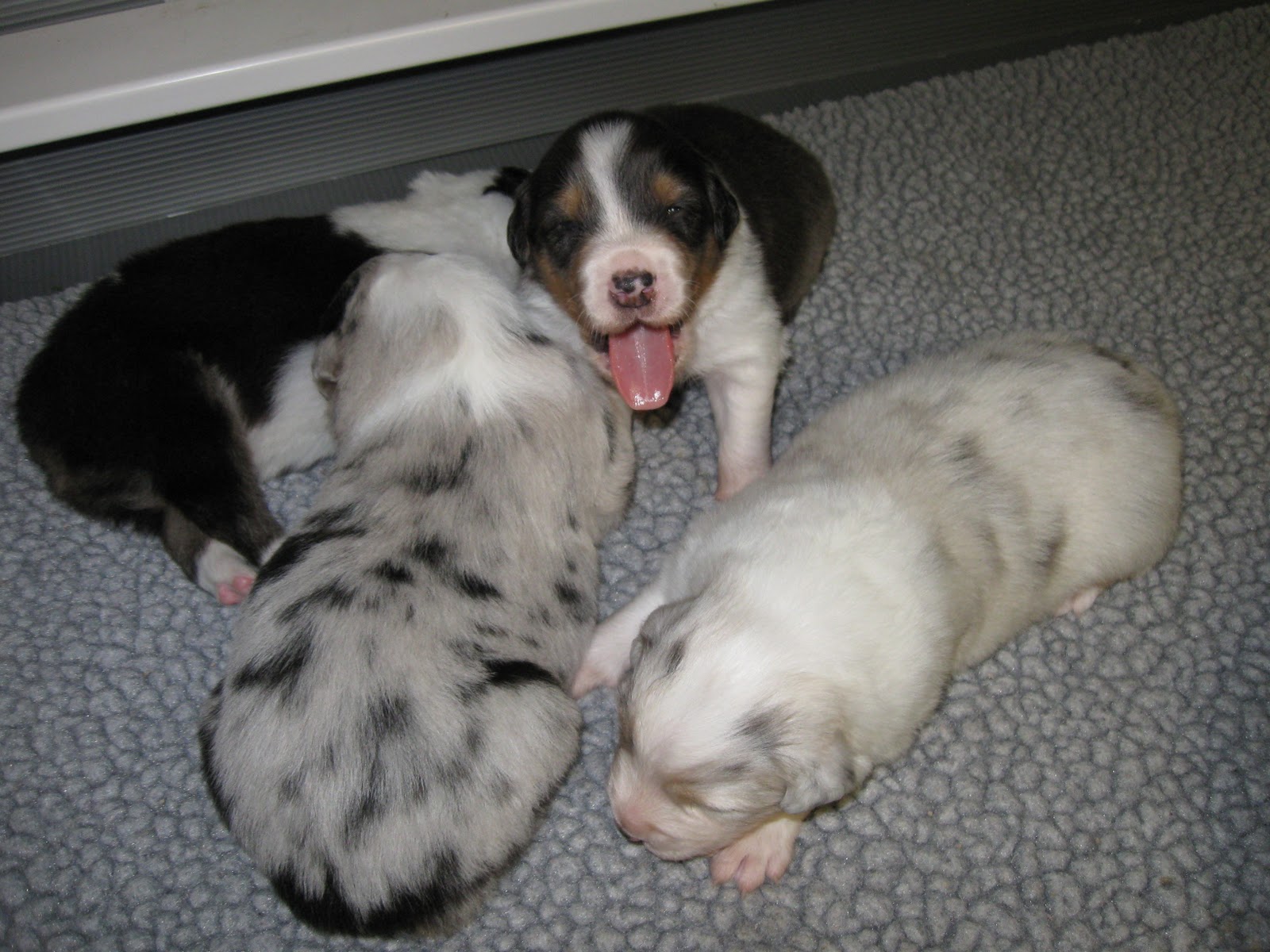 Terra-Blue - Aussie Litters - MA: Laya/ Chubby puppies 2 weeks old