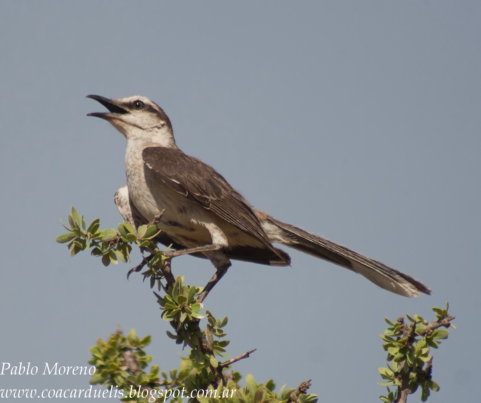 Aves de Mendoza: Calandria grande o comun( Mimus saturninus)