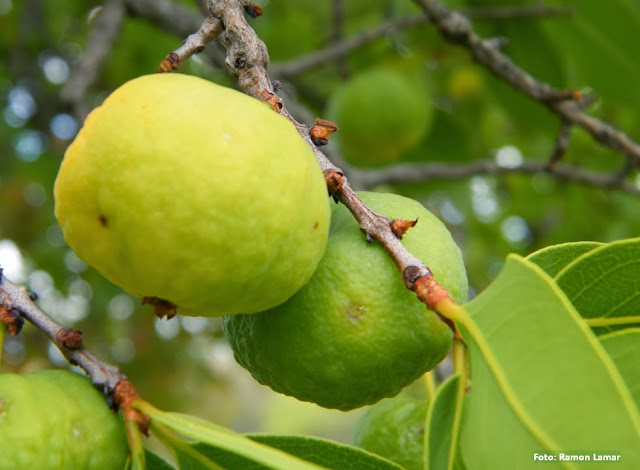CARPOTECA: Eugenia dysenterica