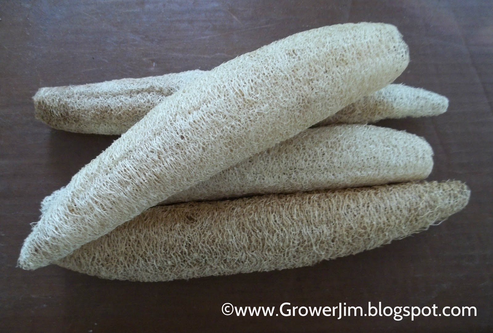 Garden Adventures: Luffa aegyptiaca