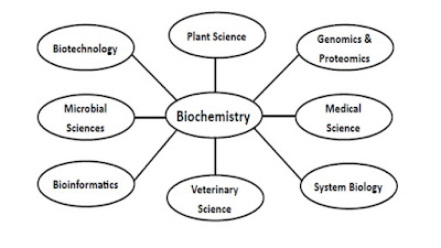 The Interdisciplinary Nature of biochemistry can support other sciences ...