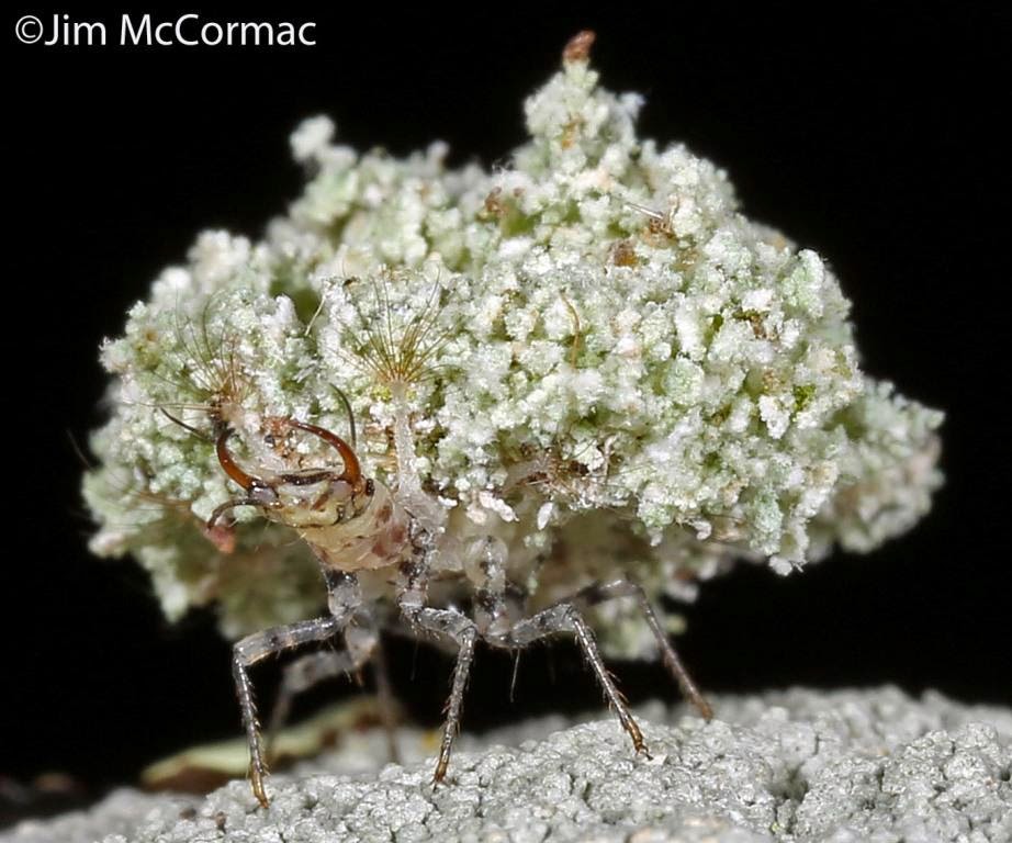 Ohio Birds and Biodiversity: A murderous, mobile lichen