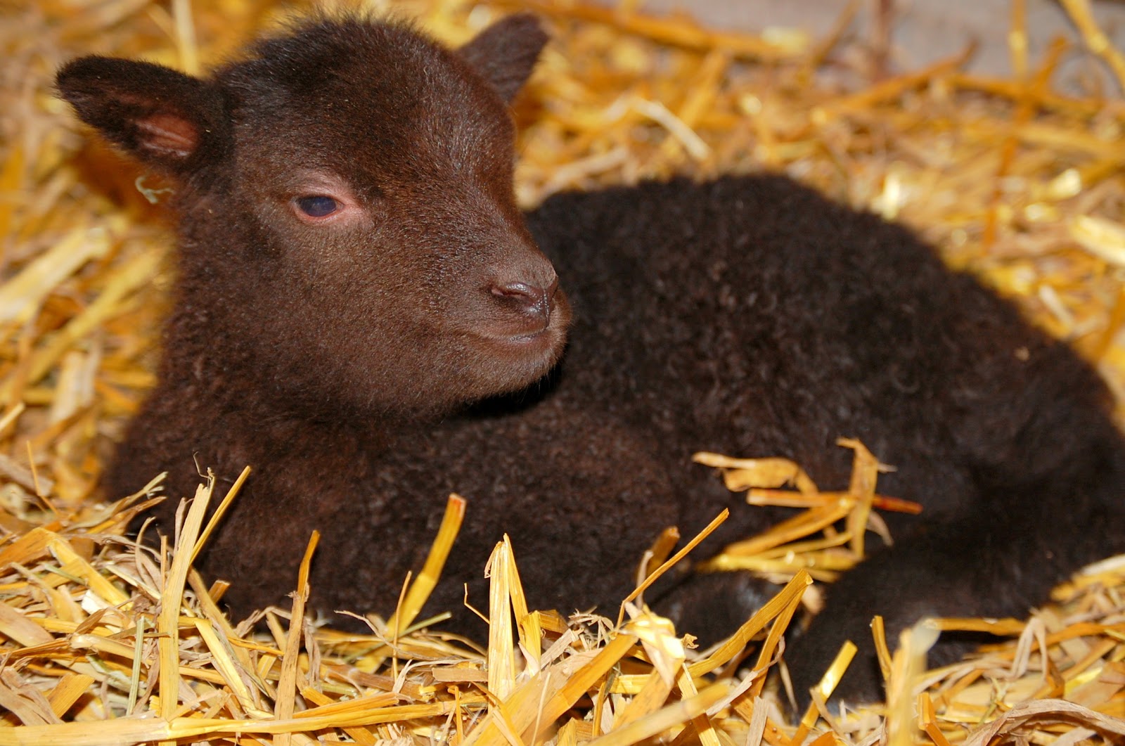 Crosswinds Farm: Baa Baa brown sheep