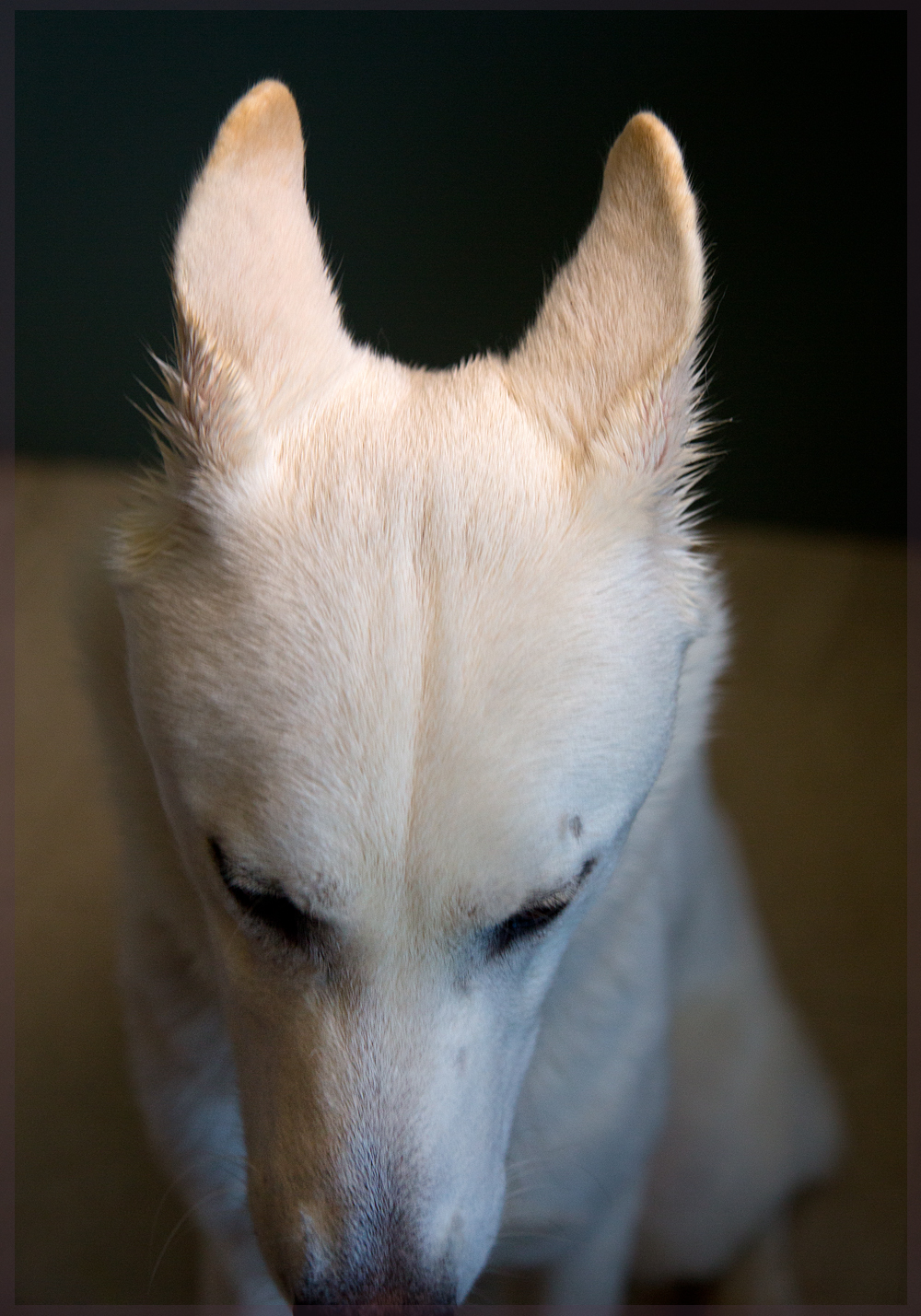 Shelter Dogs of Portland: "NIMBUS white shepherd/husky mix