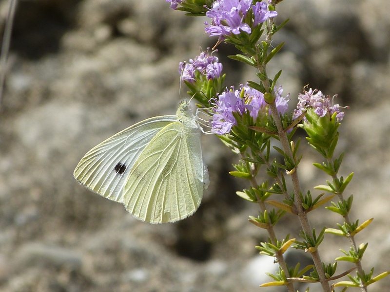 Butterfly Notes: Malaga, Spain - Butterflies July 2018