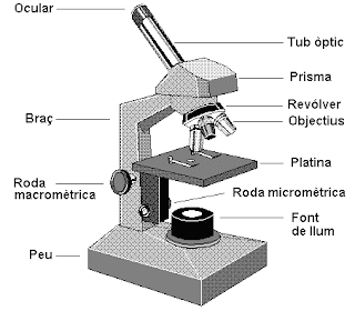 Mètodes Científics: EL MICROSCOPI: MANEIG I OBSERVACIÓ
