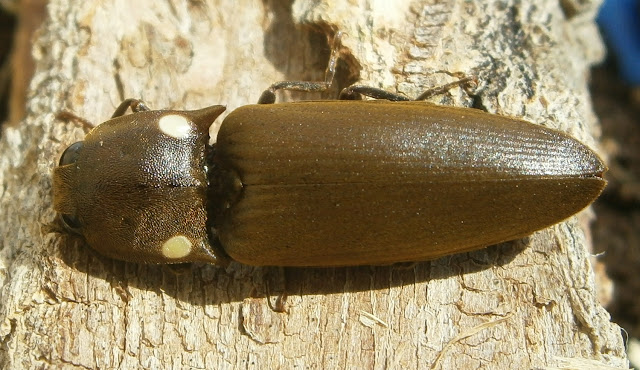 Invertebrate Dude: Pyrophorus noctilucus Adult Emerged!!