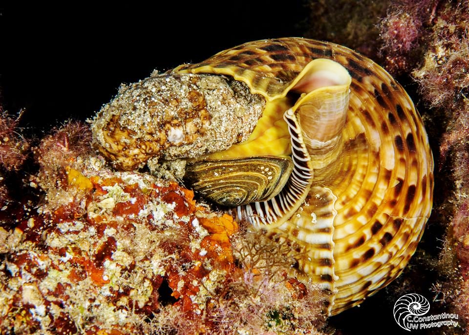 Biodiversity of Cyprus by NGO Protection of the Natural Heritage and ...