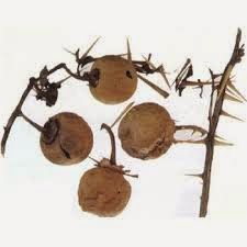 sajee test: Paspanguwa - Sri Lankan Home Remedi for cold flu