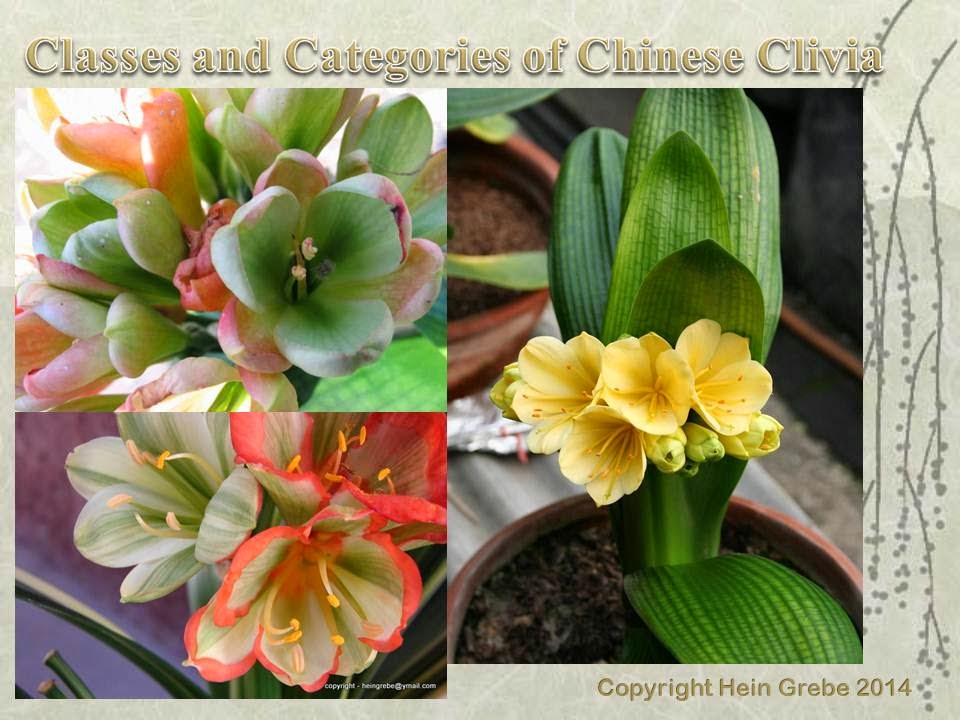 Sharing flower bulb information: Different types of Chinese Clivia