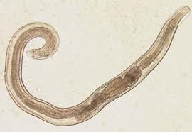 PARASITOSIS INTESTINALES: Generalidades sobre las principales ...