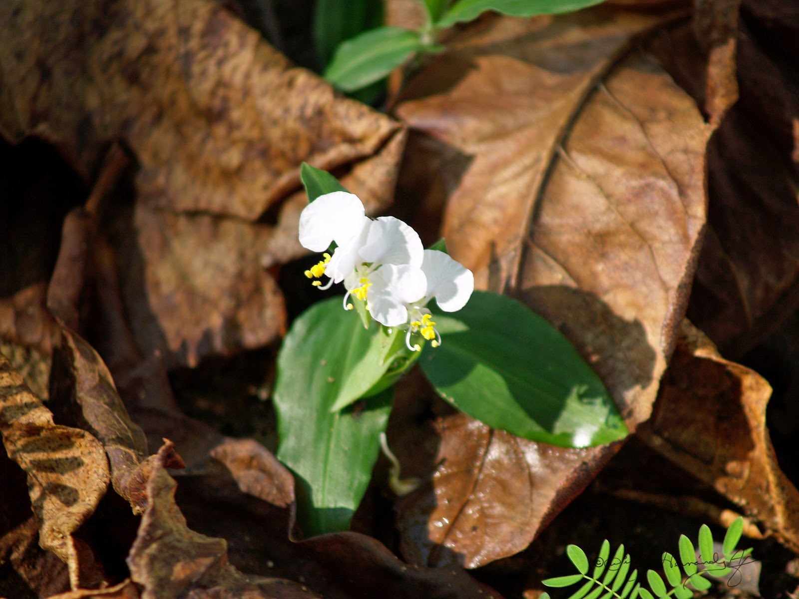 Flora de Puerto Rico Ilustrada Papo Vives: COMMELINACEAE COMMELINA ...