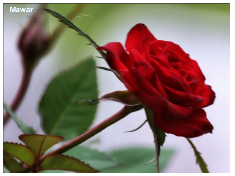 Ciri-ciri khusus pada tumbuhan