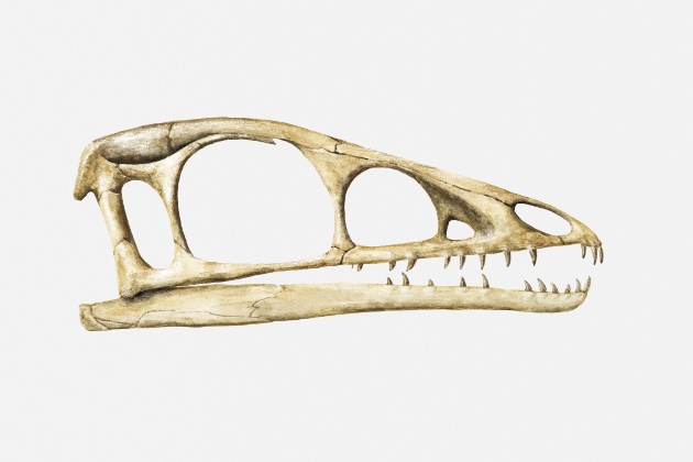 Dinosaurios y Vida Prehistórica: COMPSOGNATHUS.