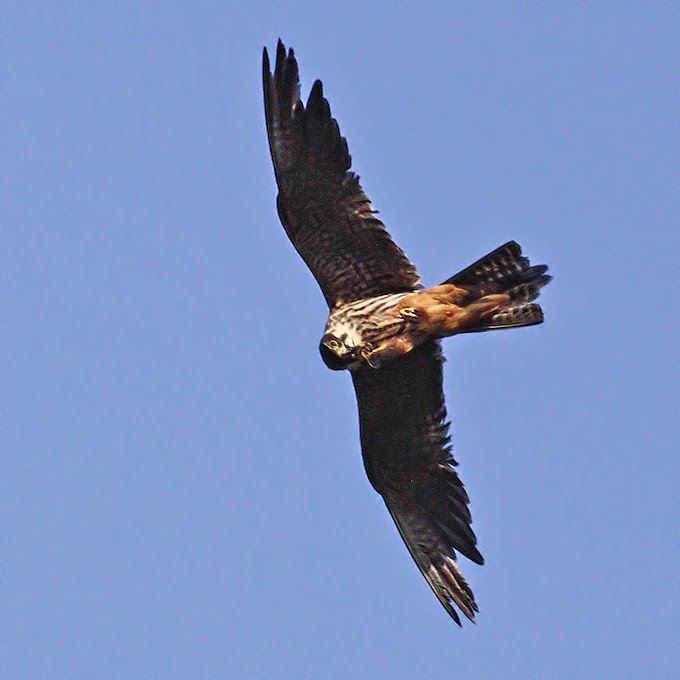 El Alcotán, as de la velocidad | Águilas del mundo