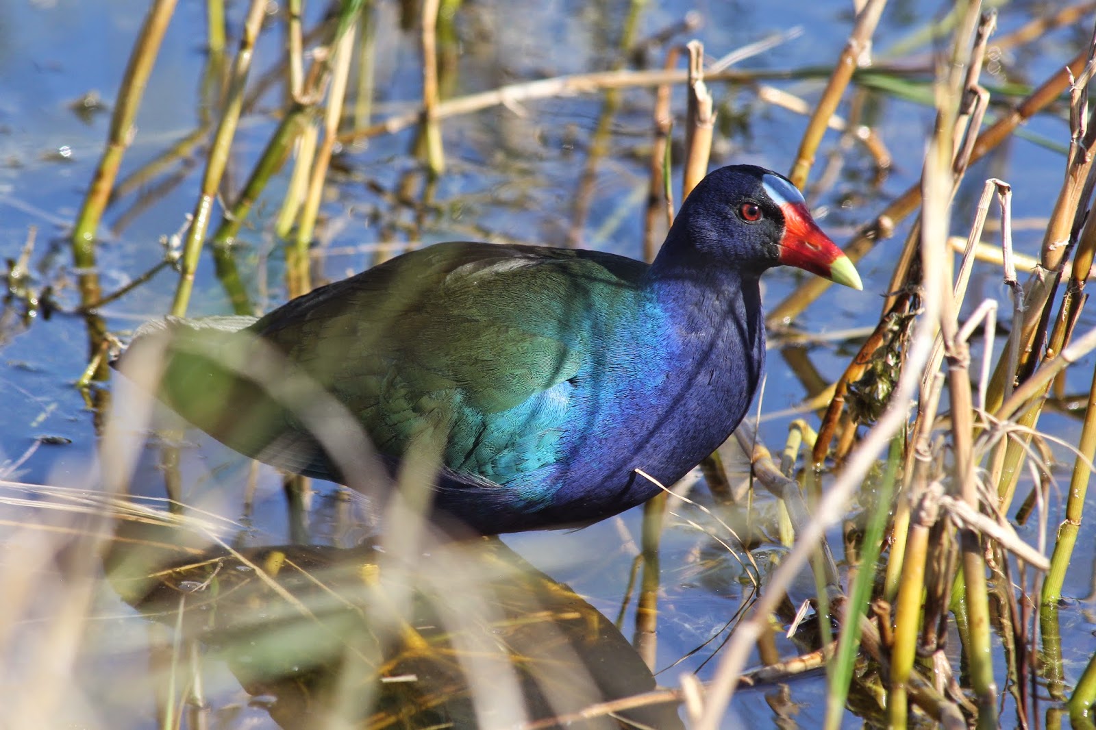 Southwest Daily Images: Purple Gallinule