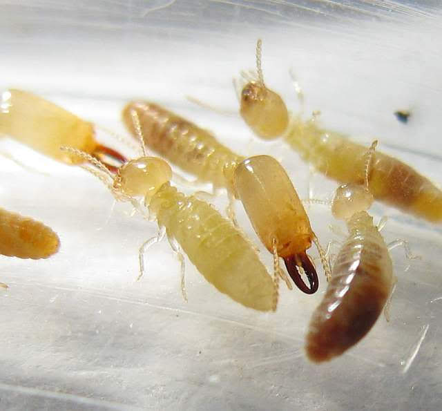 Photos and Info on Ants and Termites of Malaysia: Microcerotermes sp