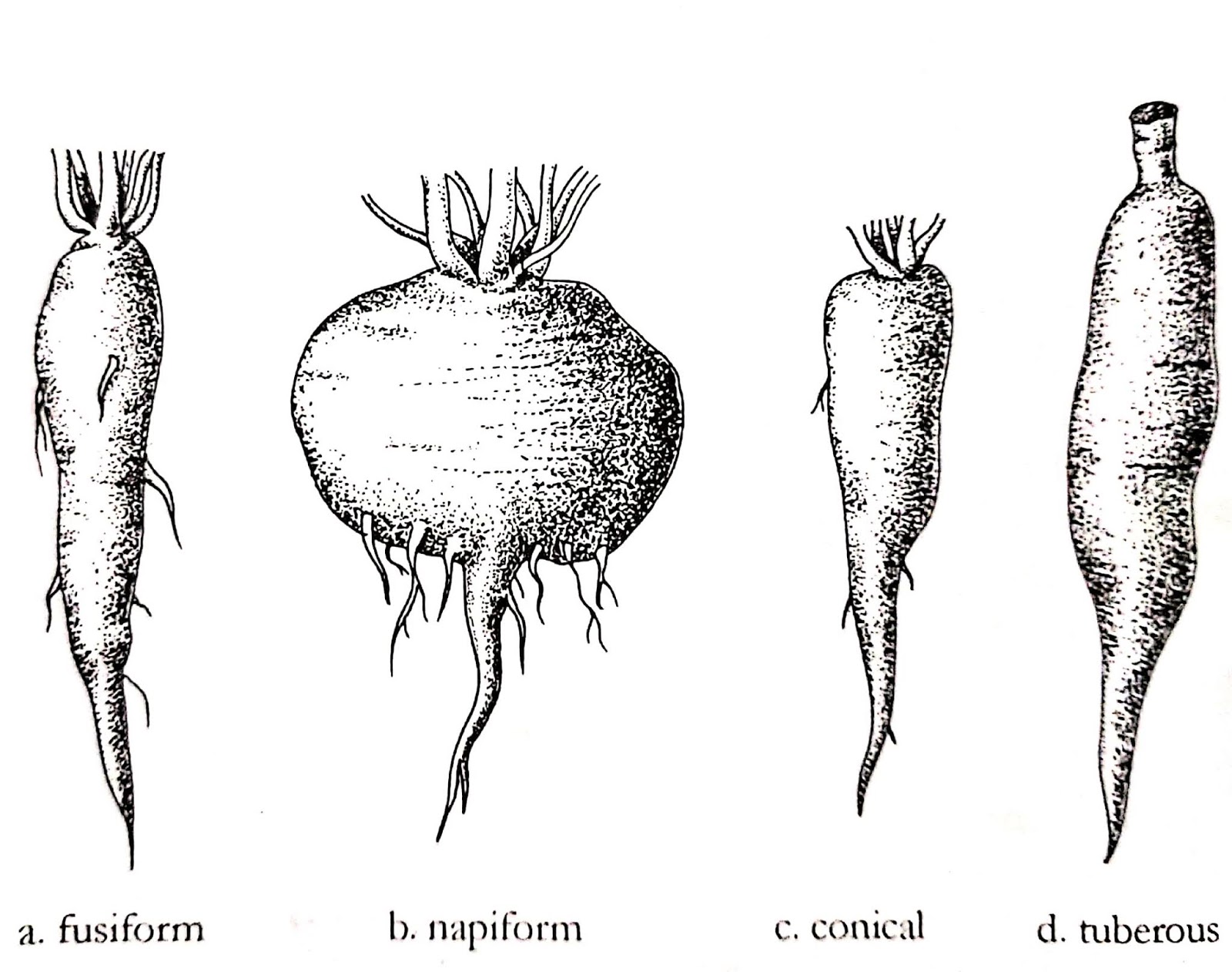 Kamana & Prabhas: Modification of Roots - Tap and Adventitious root ...