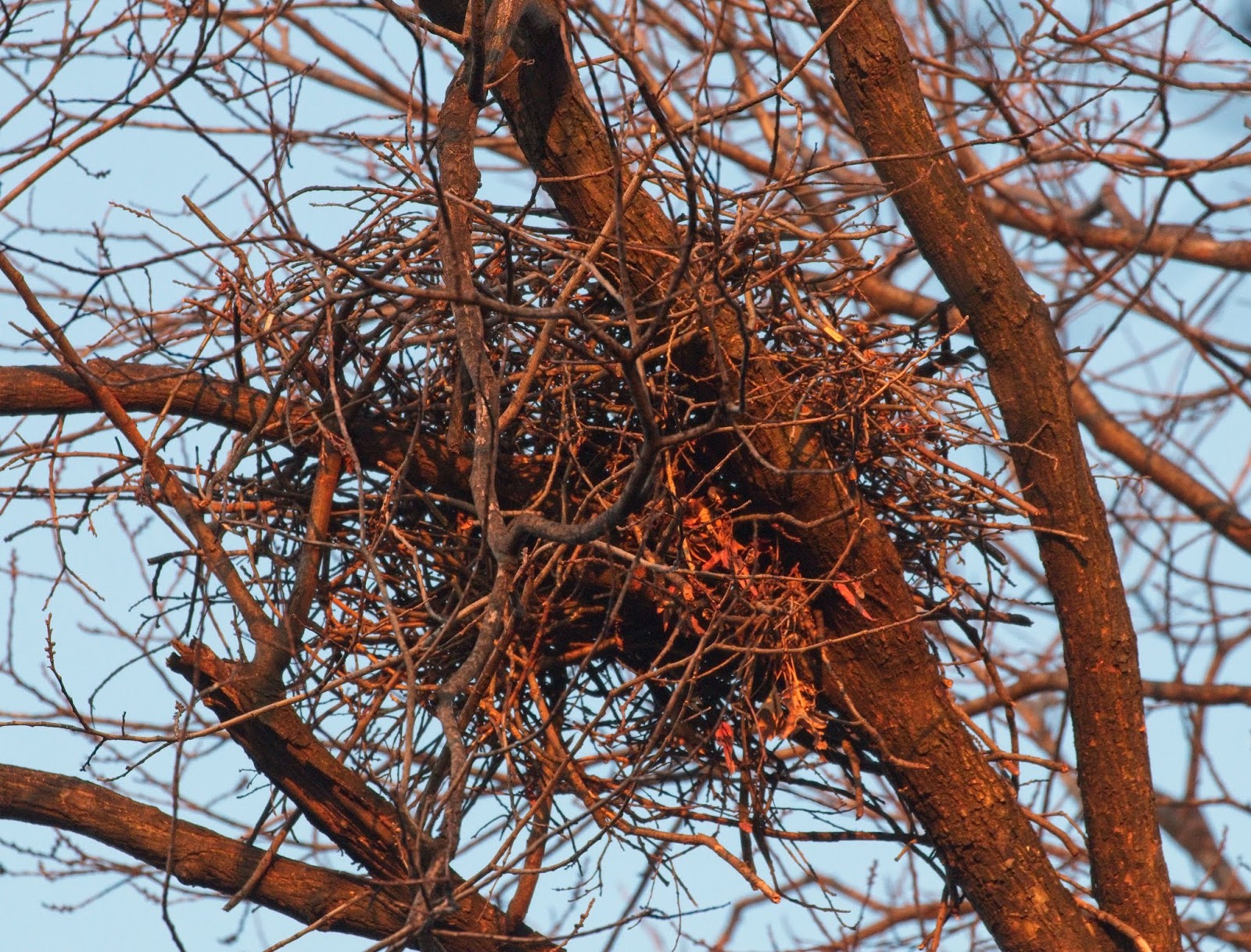 Laura Goggin Photography: Quick Tompkins Square hawk update