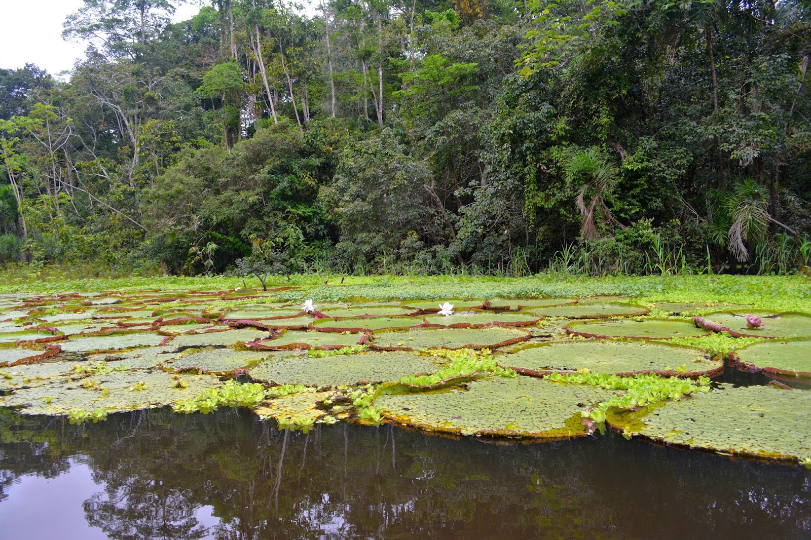 The Thrill on Berryhill ..........................: Amazon