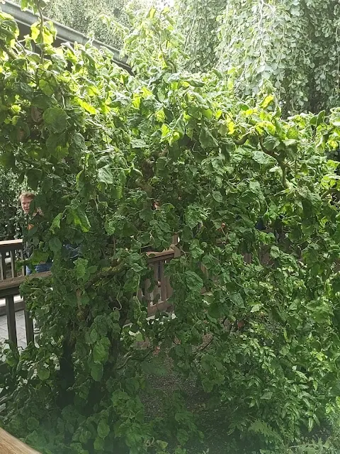 Contorted Filbert Trees or Walking Stick Trees at Disney's Phantom ...