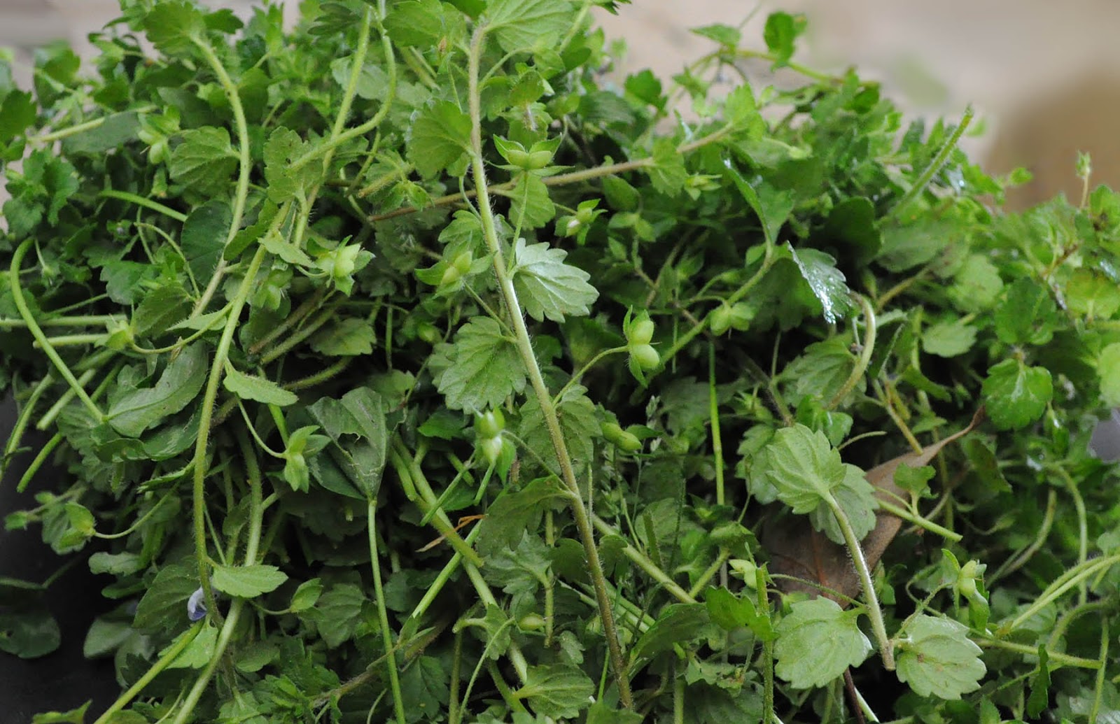 Pantry Keeping: It's Foraging Time Again! Day Three: Speedwell