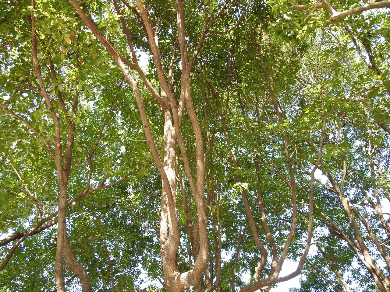 Peter's Blog: Cinnamomum kanehirae (Stout Camphor Tree, 牛樟)