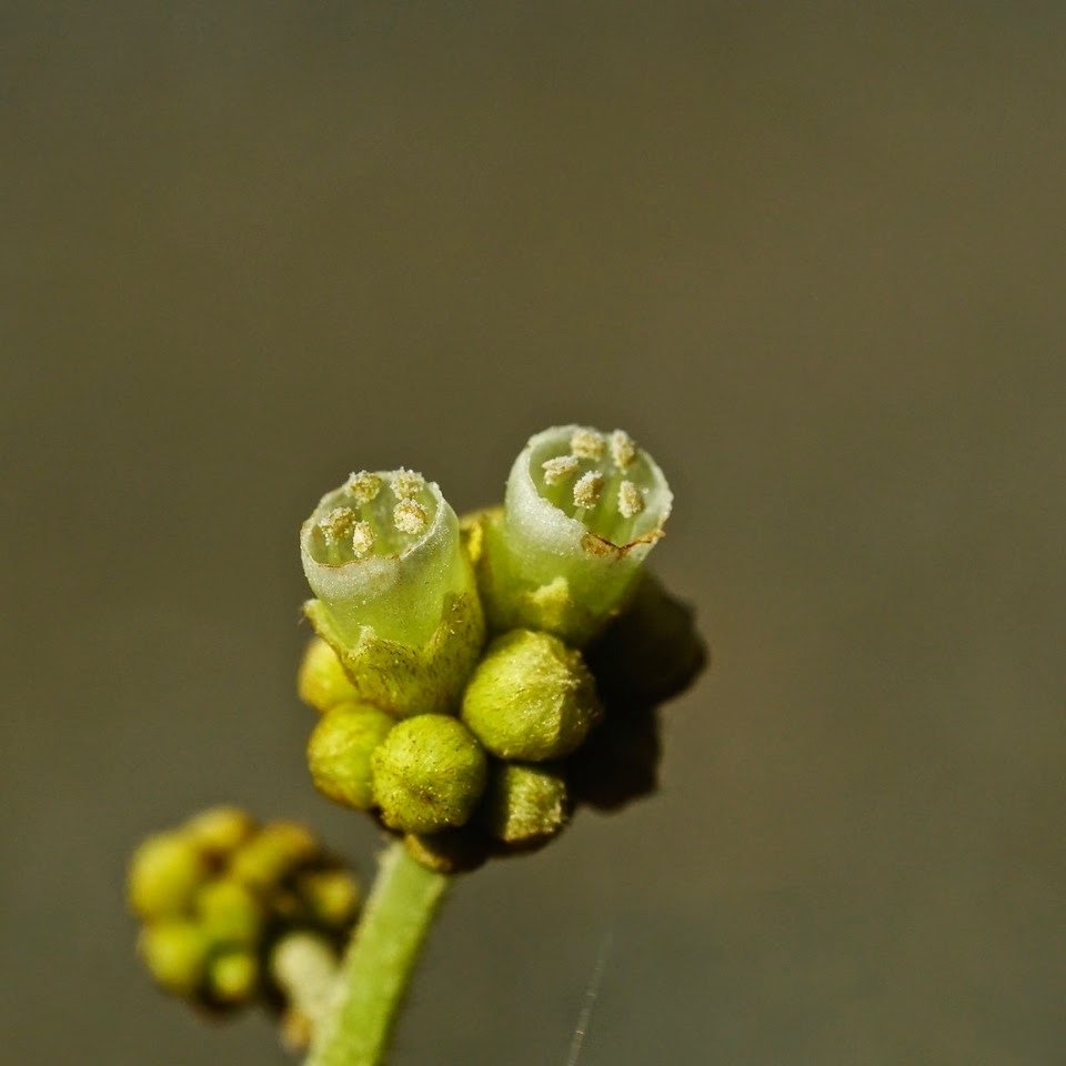 Flora de Puerto Rico Ilustrada Papo Vives: BORAGINACEAE VARRONIA ...