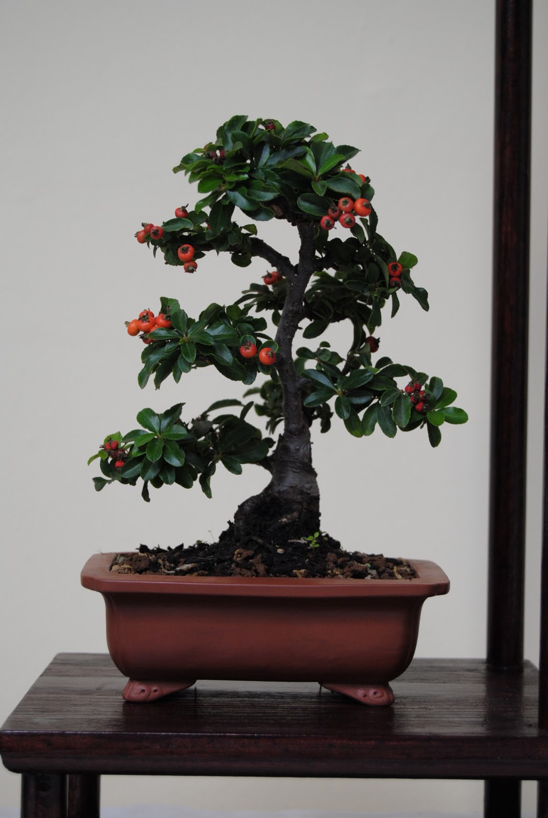 Alisios bonsái: Fotos de la XVI Exposición de Bonsái de Puerto de la ...