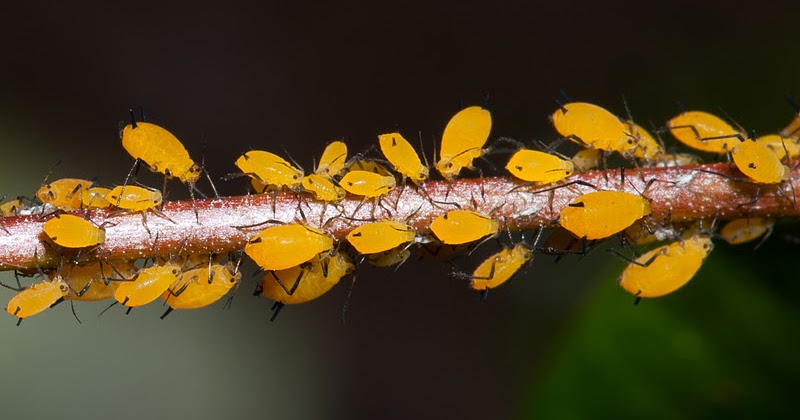Zen Through a Lens: Aphis Nerii and I